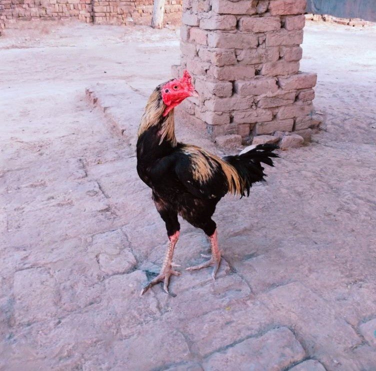 Asil Chicken: Majestic Beauty and Resilient Heritage - Shamsi Poultry ...