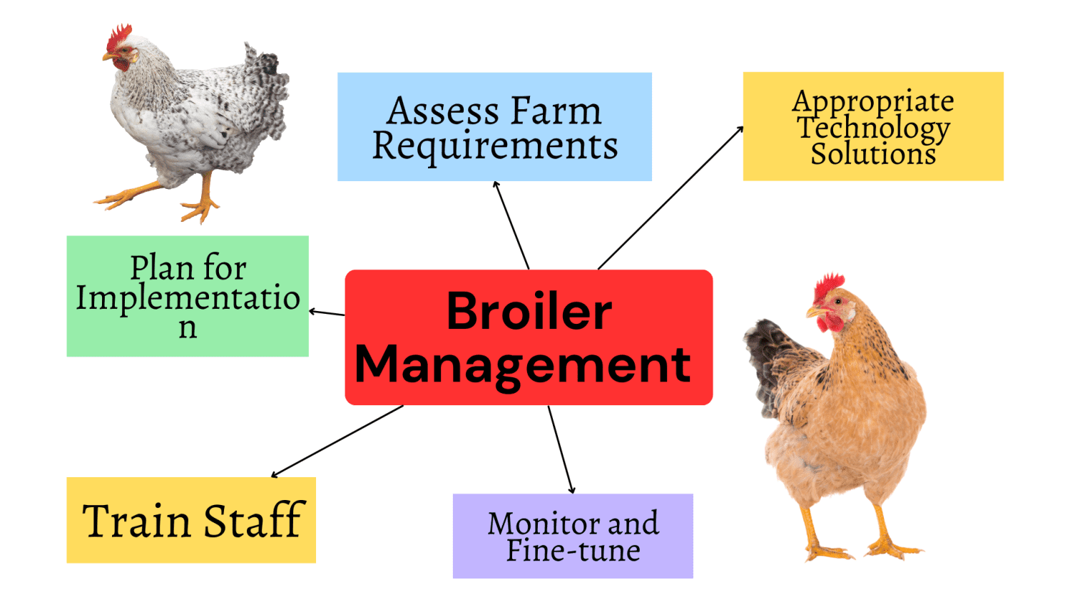 Broiler Management Archives - Shamsi Poultry Equipments
