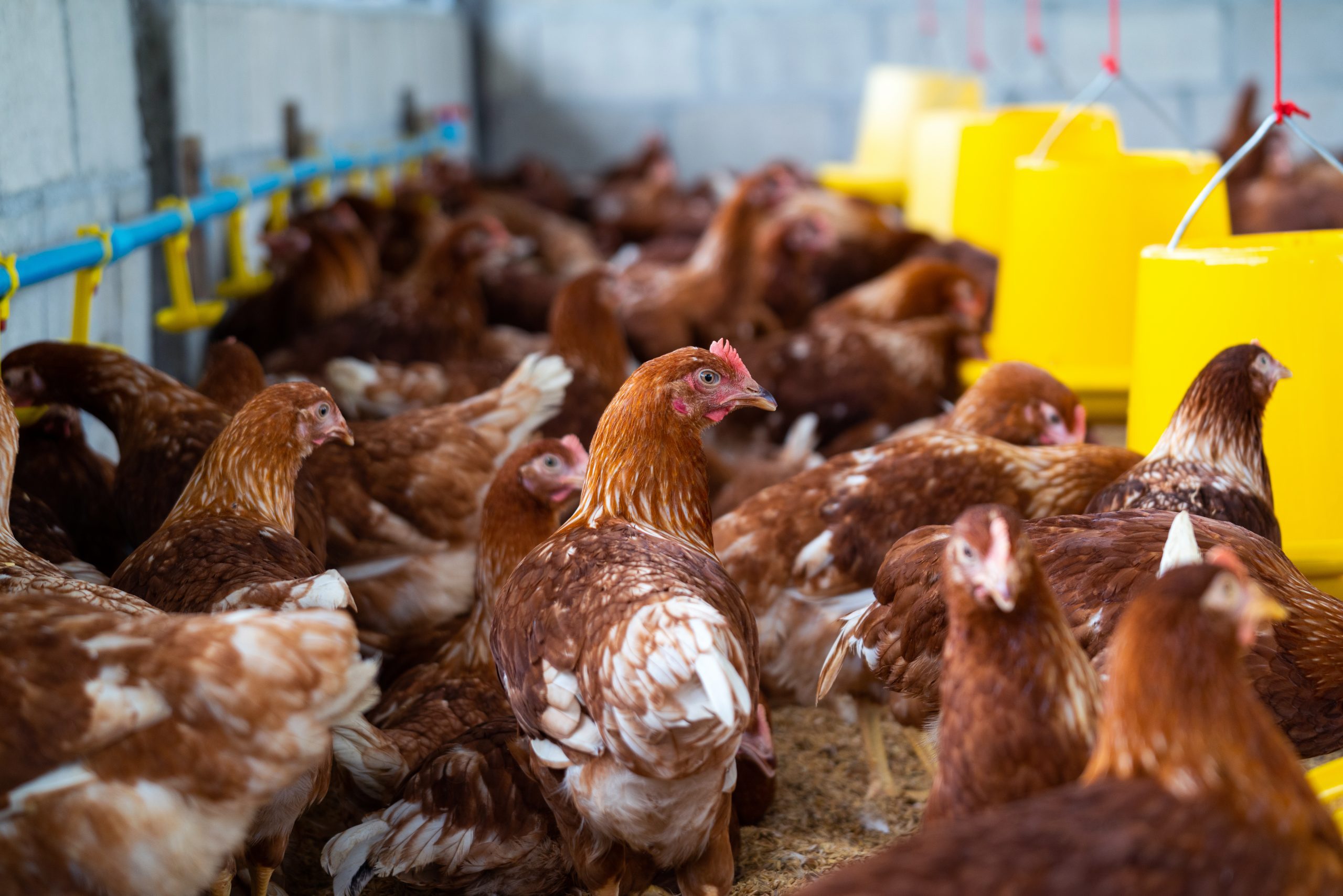 Broiler Poultry Farming: Raising Profitable Chickens - Shamsi Poultry ...