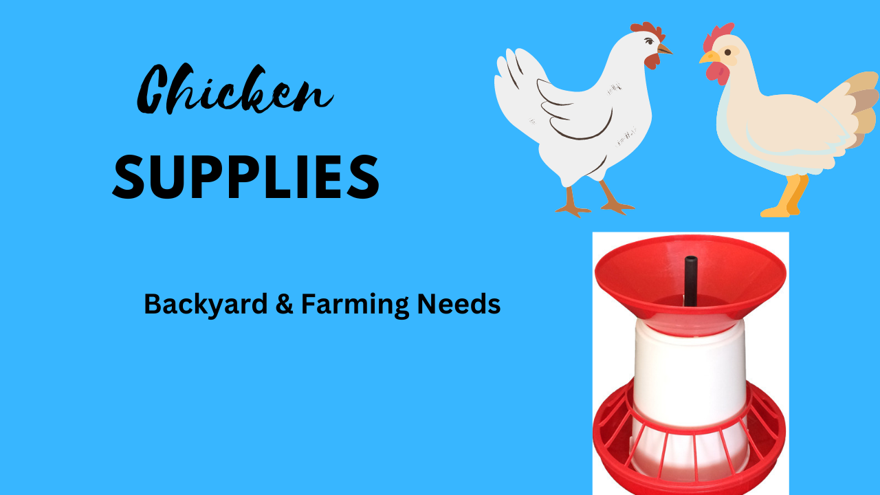Chicken Supplies Essential for Healthy Flocks - Shamsi Poultry Equipments